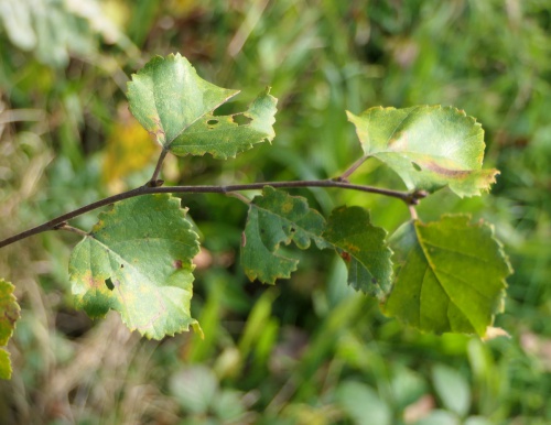 Downy Birch | NatureSpot