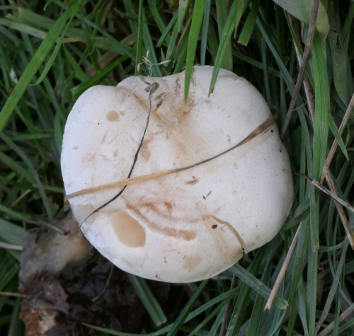 Fools Funnel | NatureSpot