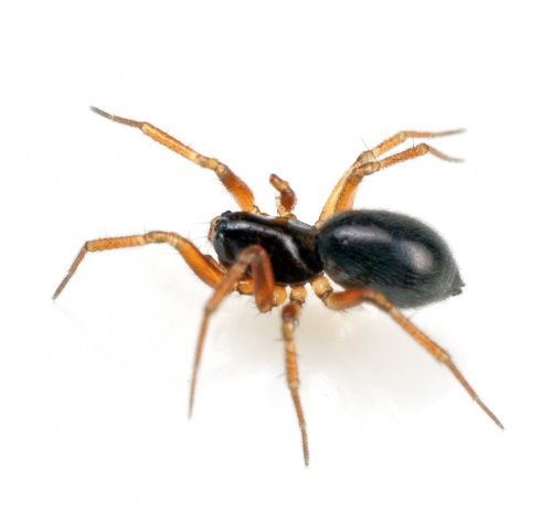 Spiders | NatureSpot