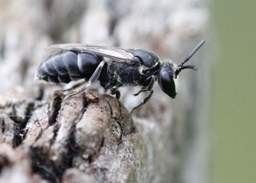 Large Yellow-face Bee | NatureSpot