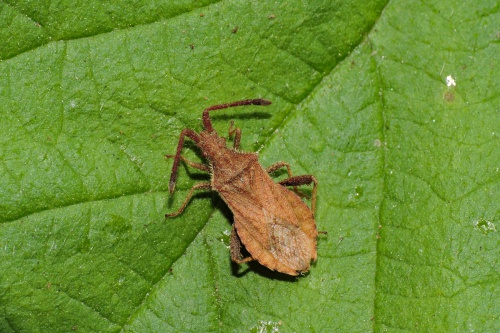 Denticulate Leatherbug | NatureSpot