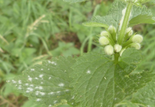 Mint Mildew | NatureSpot