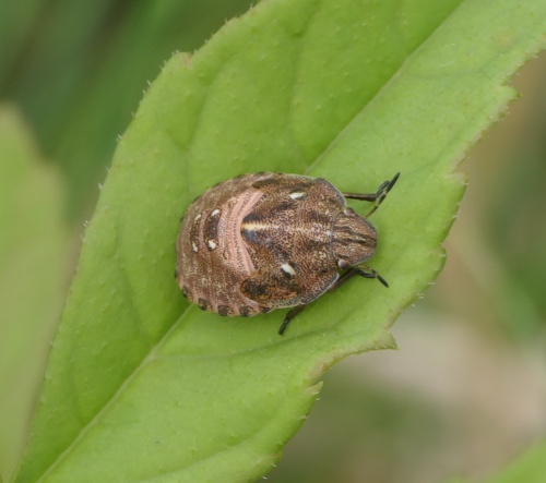 Tortoise Bug | NatureSpot