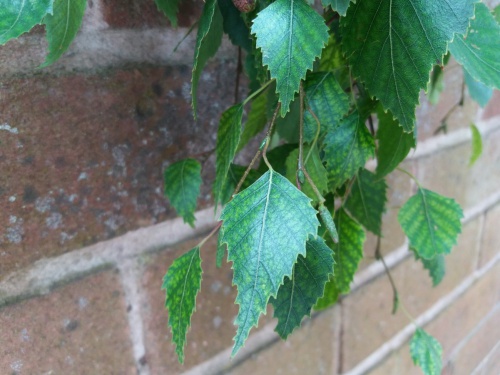 Silver Birch | NatureSpot