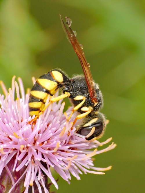 Bee Wolf | NatureSpot