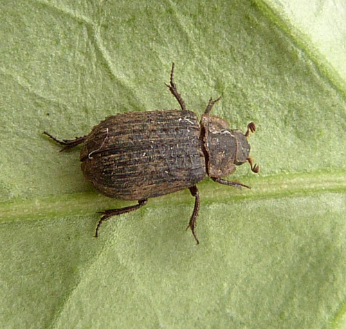 Beetles | NatureSpot