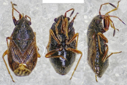 Stygnocoris sabulosus | NatureSpot