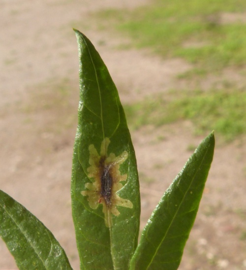 Trypeta artemisiae | NatureSpot