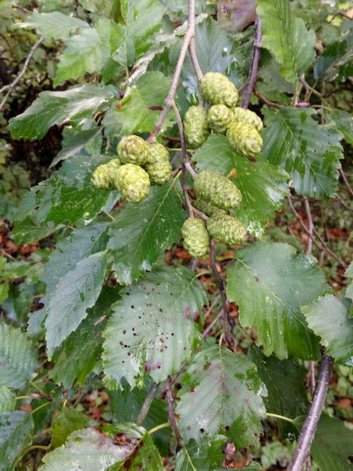 Grey Alder | NatureSpot