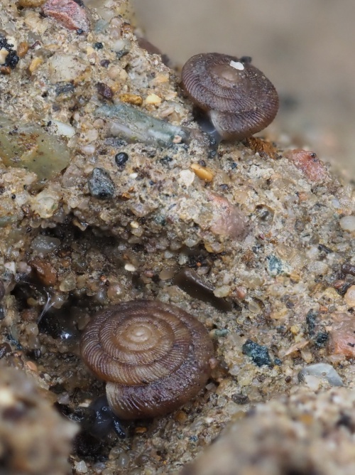 Discus Snail | NatureSpot