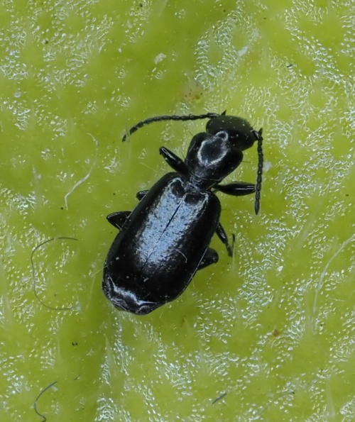 Beetles | NatureSpot