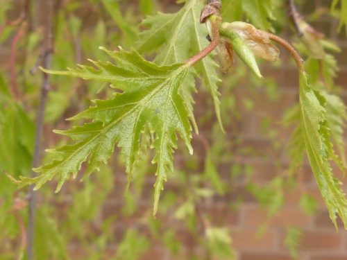 Silver Birch | NatureSpot
