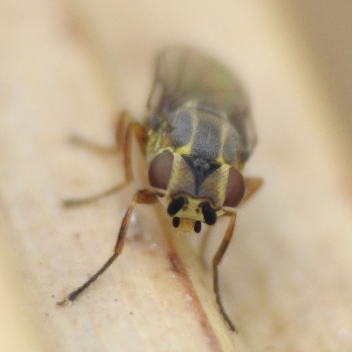 Chlorops frontosus | NatureSpot