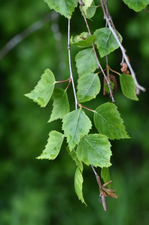 Silver Birch | NatureSpot