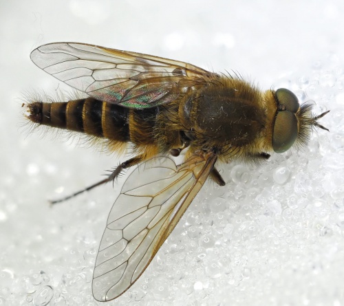 Thereva nobilitata | NatureSpot