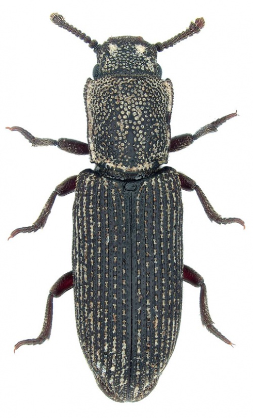 Beetles | NatureSpot