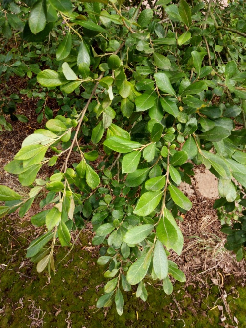 Rusty Willow | NatureSpot