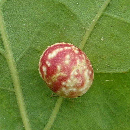 Striped Pea-gall | NatureSpot