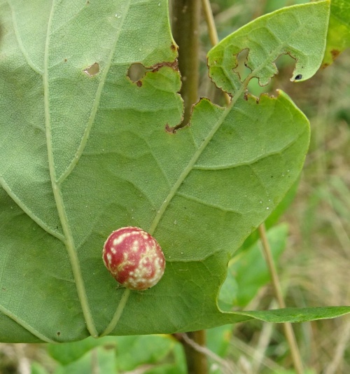 Striped Pea-gall | NatureSpot