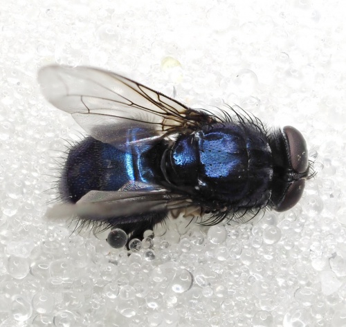 Bird Blowfly | NatureSpot
