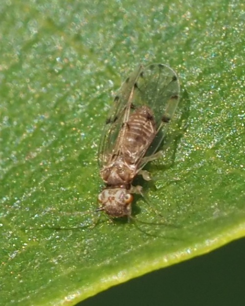 Ectopsocus briggsi agg. (briggsi/petersi/meridionalis) | NatureSpot