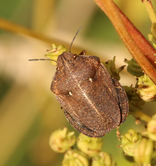 Tortoise Bug | NatureSpot