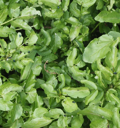 Phaedon armoraciae | NatureSpot