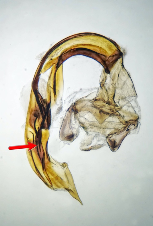 Psallus wagneri | NatureSpot