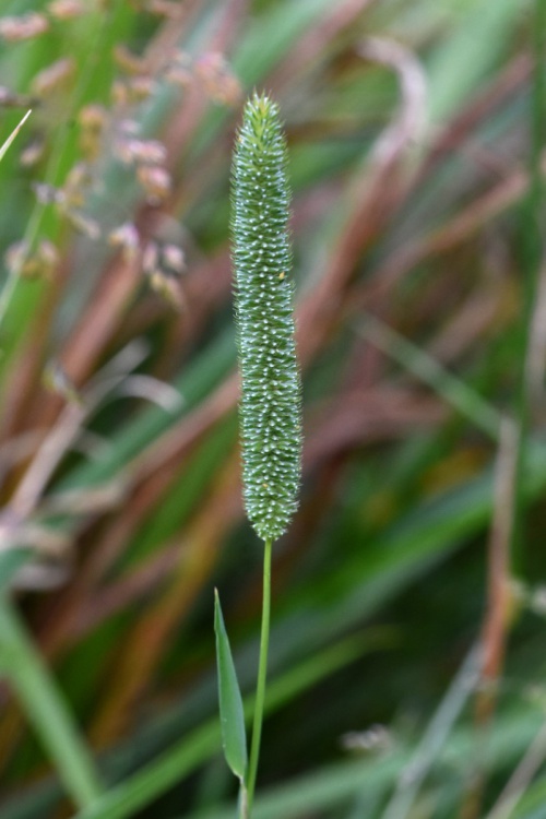 Timothy | NatureSpot