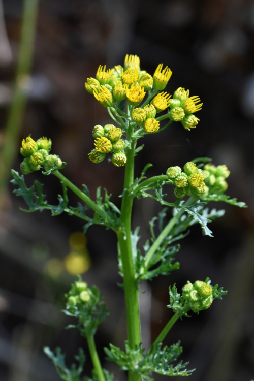 Common Ragwort | NatureSpot