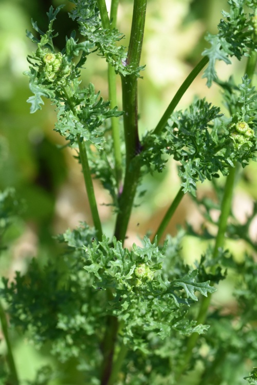 Common Ragwort | NatureSpot