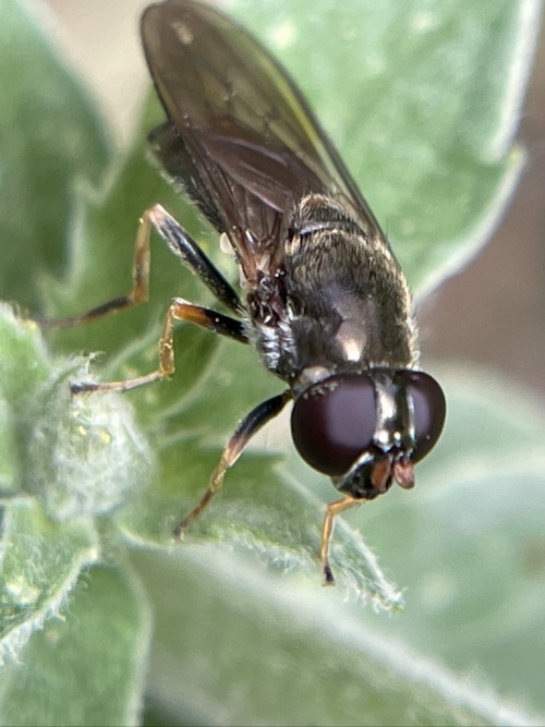 Cheilosia soror | NatureSpot