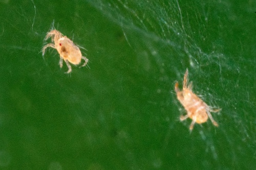 Tetranychus urticae | NatureSpot