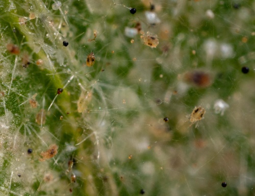 Tetranychus urticae | NatureSpot