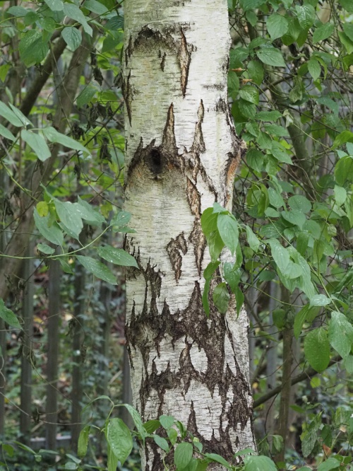 Silver Birch | NatureSpot