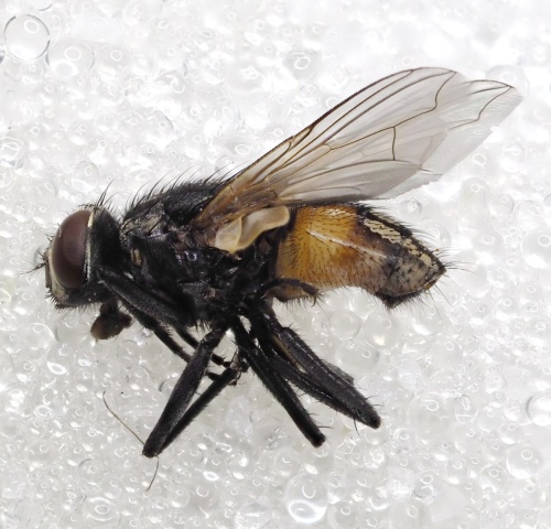 House-fly | NatureSpot