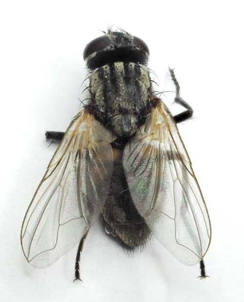 House-fly | NatureSpot