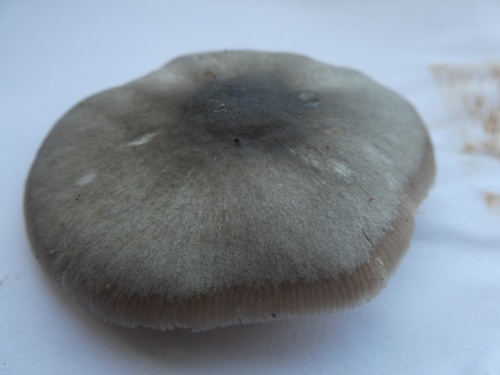 Deer Shield Fungus | NatureSpot