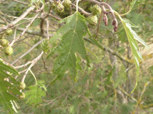 Grey Alder | NatureSpot
