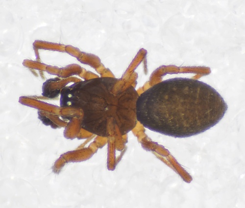 Spiders | NatureSpot