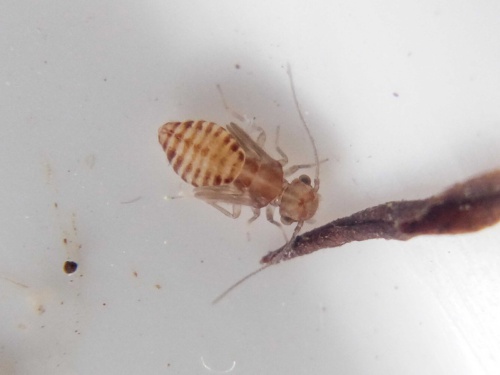 Ectopsocus briggsi agg. (briggsi/petersi/meridionalis) | NatureSpot