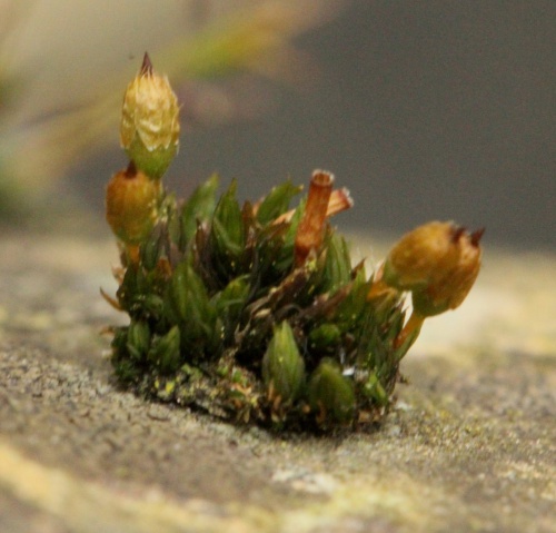 Anomalous Bristle-moss | NatureSpot