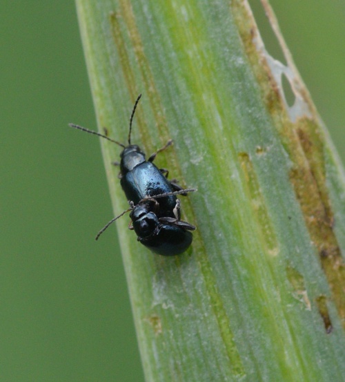 Iris Flea Beetle | NatureSpot