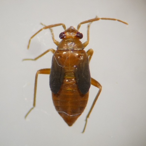 Miridae - Plant Bugs | NatureSpot