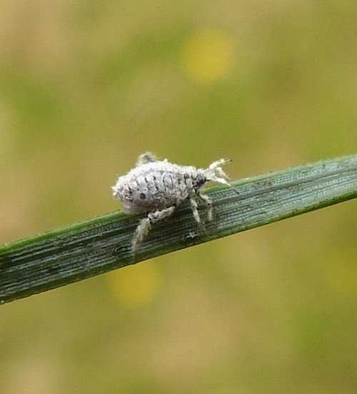 Schizolachnus pineti | NatureSpot