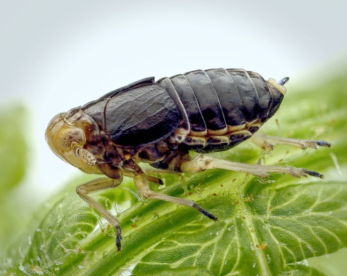 Ditropis pteridis | NatureSpot