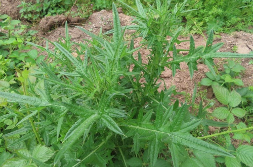 Spear Thistle | NatureSpot