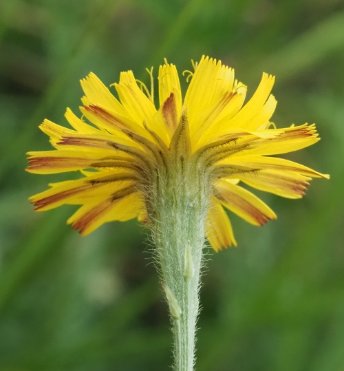 Autumn Hawkbit | NatureSpot