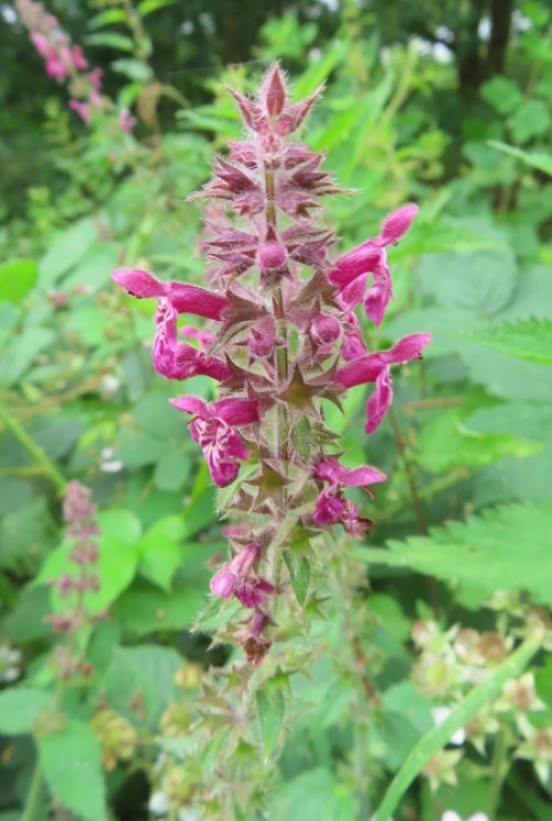 Hedge Woundwort | NatureSpot