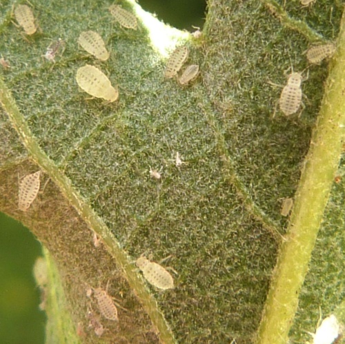 Turkey Oak Aphid | NatureSpot
